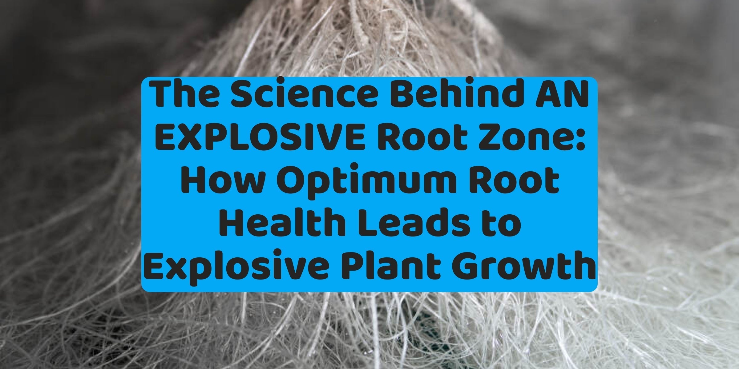 The Science Behind An EXPLOSIVE Root Zone: How Optimum Root Health Lea